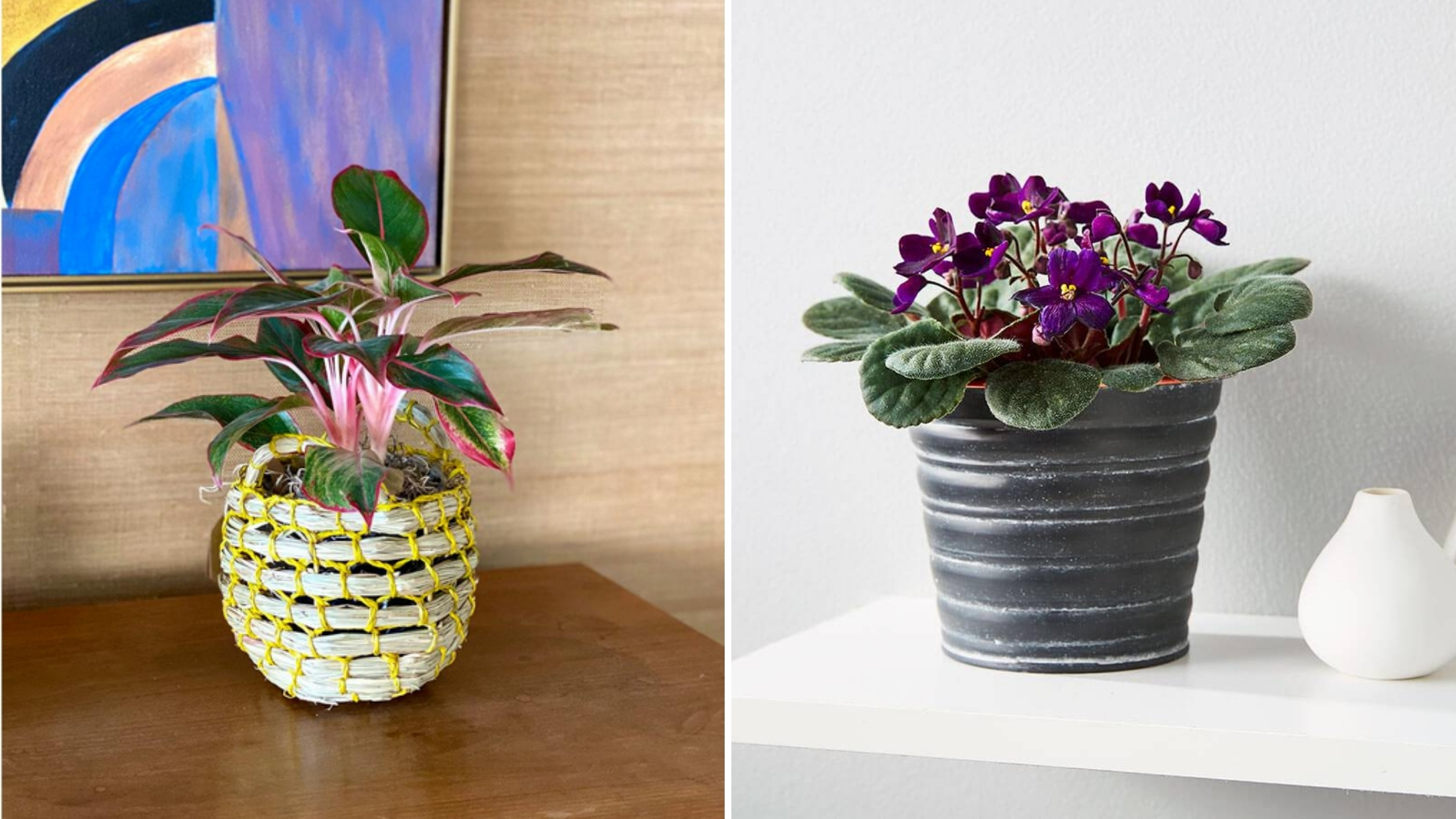 These Awesome Plants Will Bring The Spring Feeling Into Your Home ...
