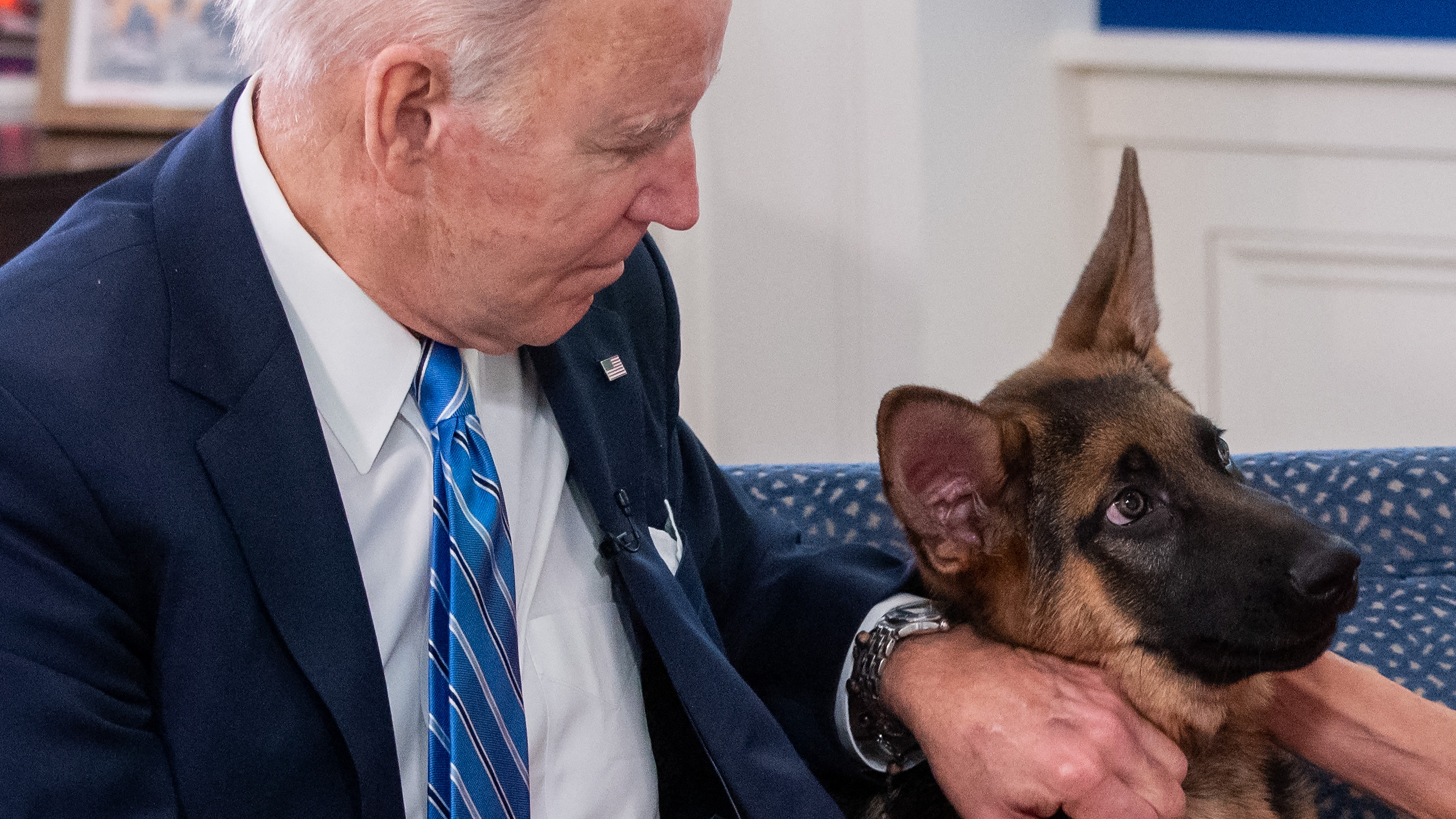 Joe Biden's Dog Bites Another Secret Service Agent, 11th Biting ...