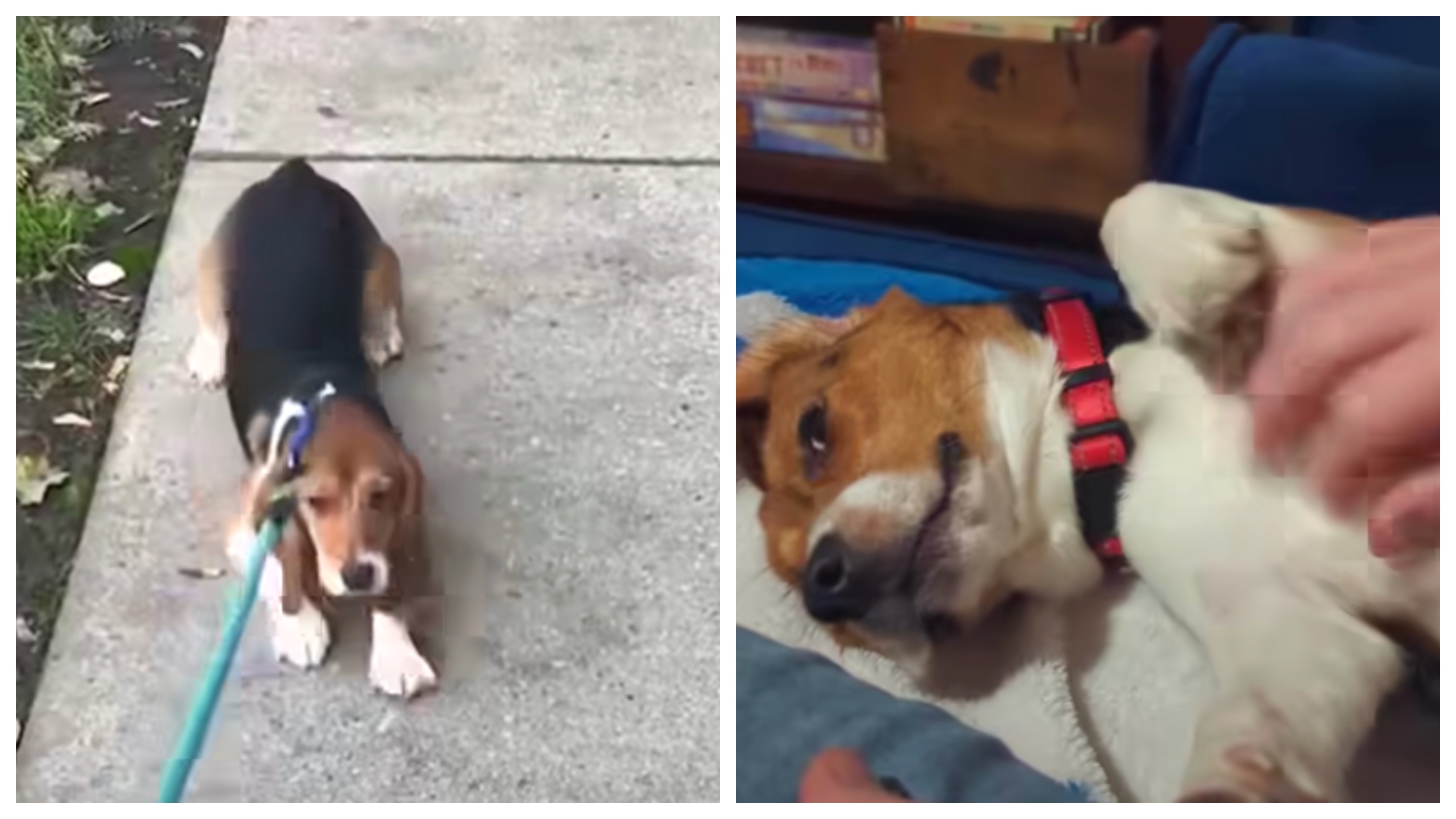 Terrified Beagle Rescued From A Medical Testing Lab Learns To Love ...