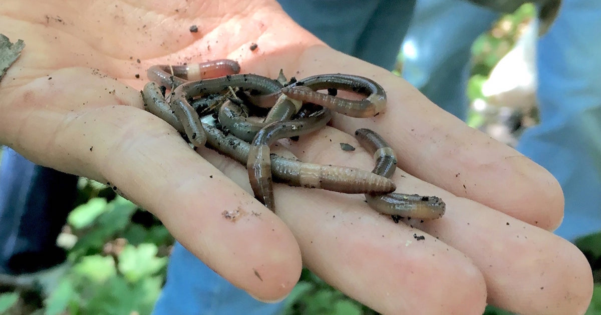 Experts Say If You See This Jumping Worm, 'Kill It' | LittleThings.com
