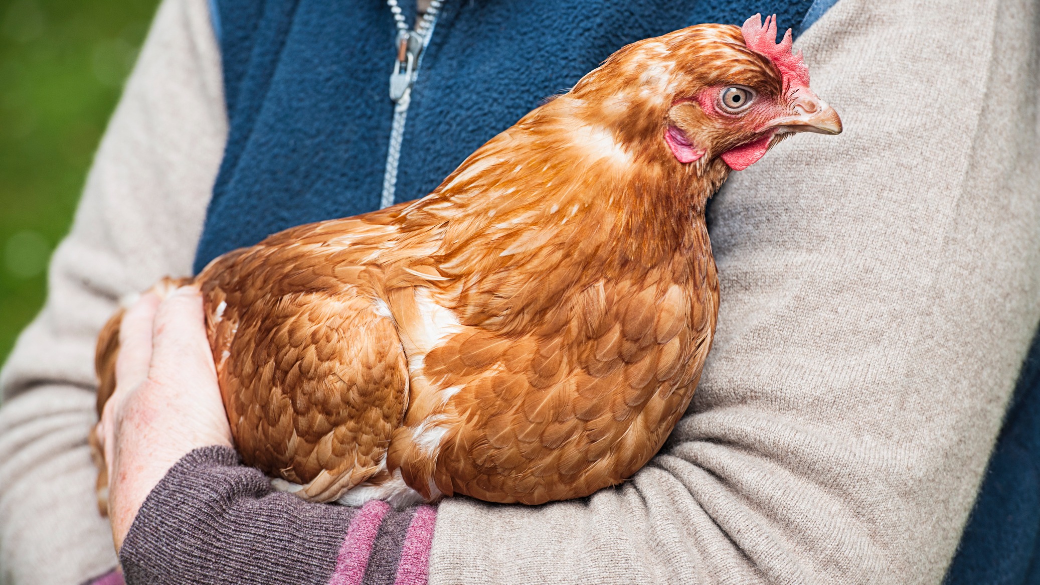 The World's Oldest Chicken, Peanut, Is Living Her Best Life ...