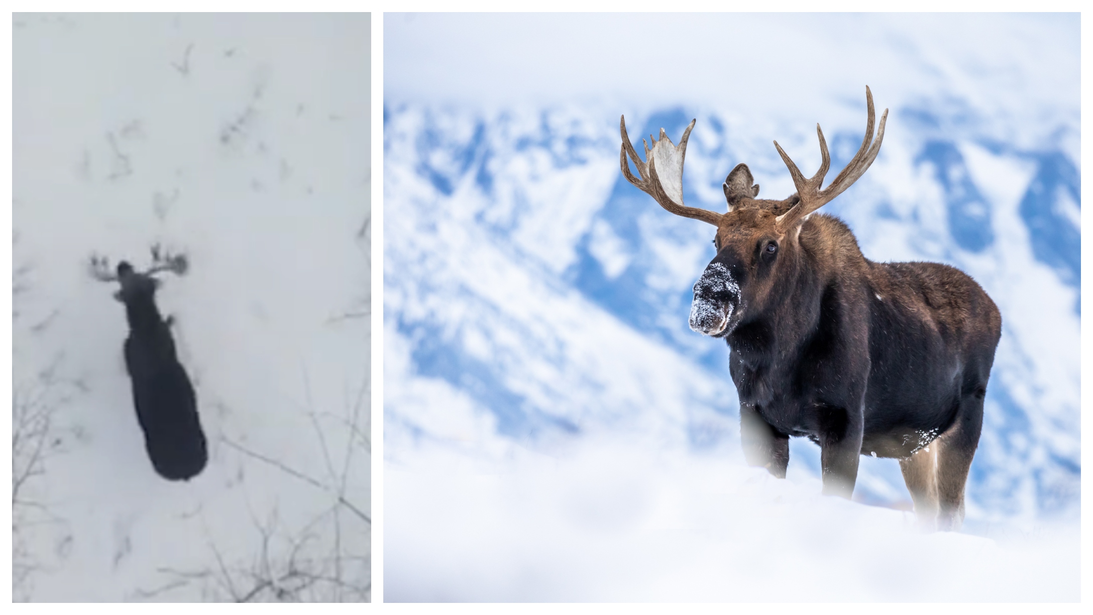 A Rare Moment Of A Moose Shedding Its Antlers Is Captured On Drone ...