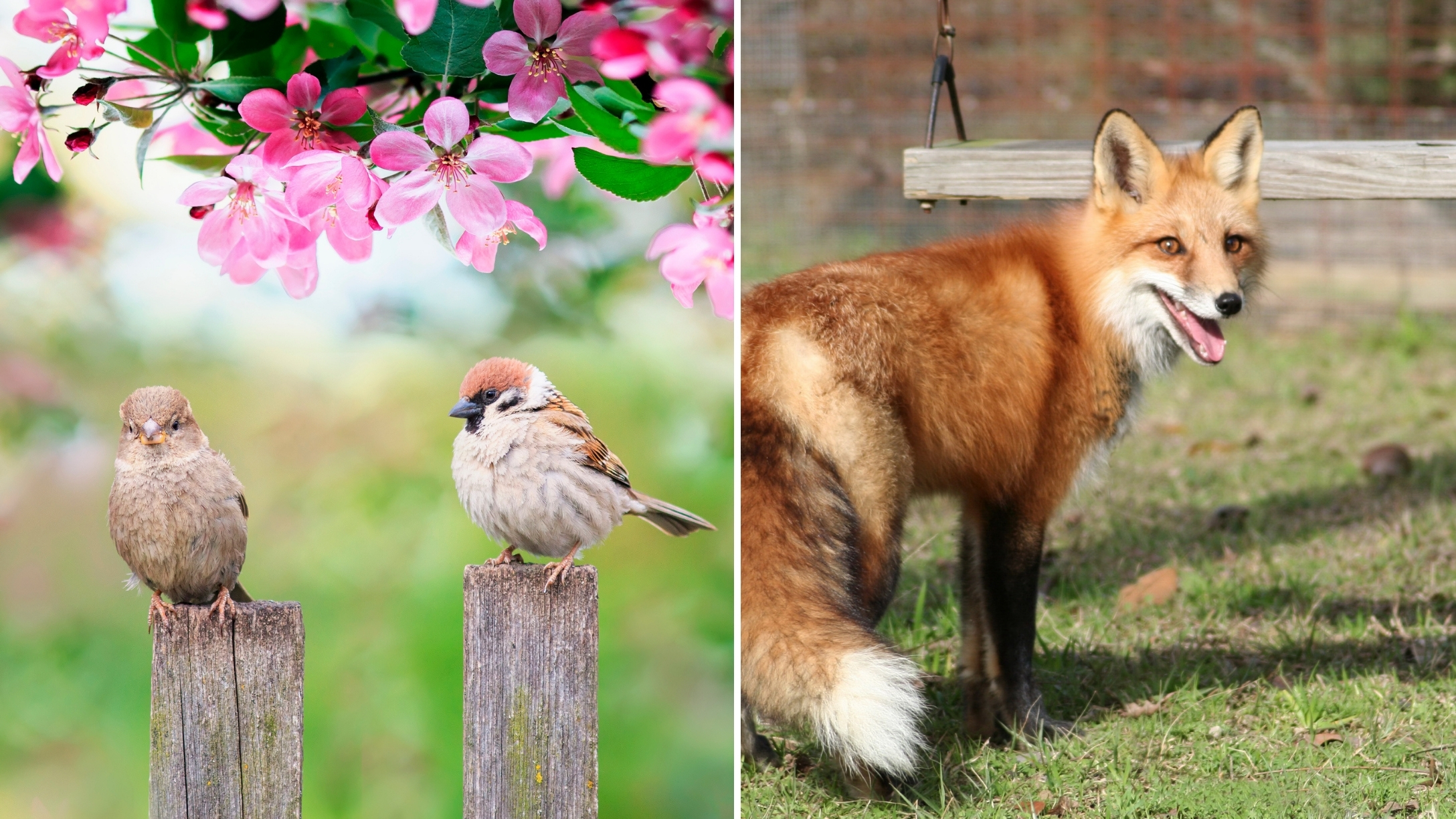 If You Want Wildlife To Spend Their Spring And Summer In Your Backyard ...