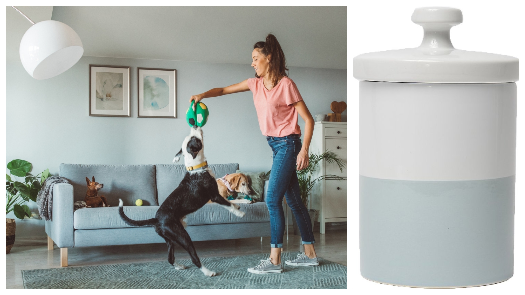 Chewy Can Help Give Your Home Pet Items A Refresh With 40% Off All Home ...