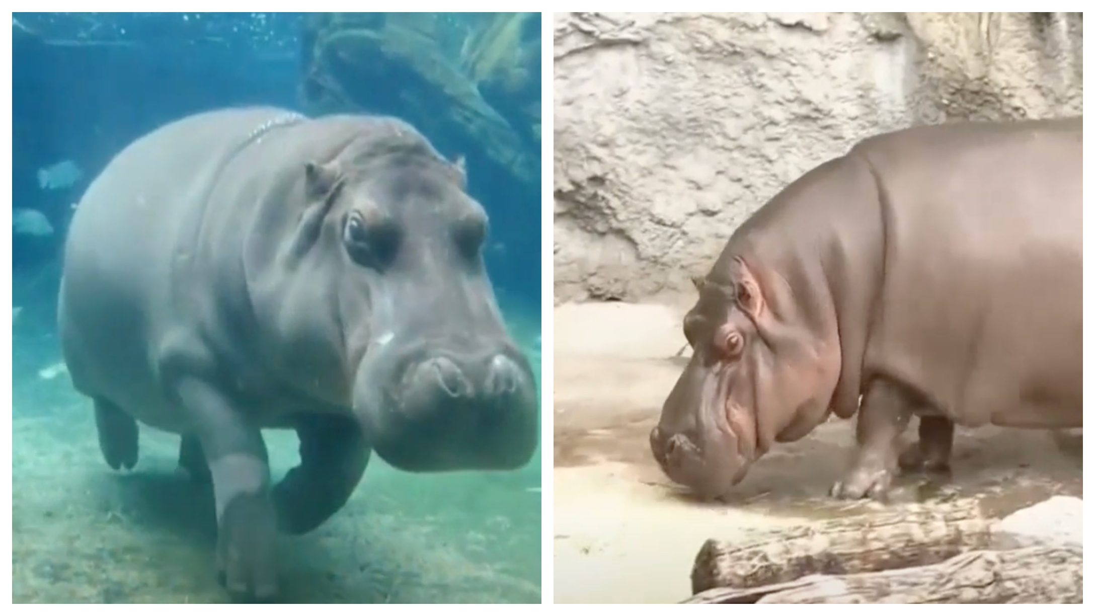 Japanese Zoo Thought Female Hippo Was Male For 7 Years | LittleThings.com