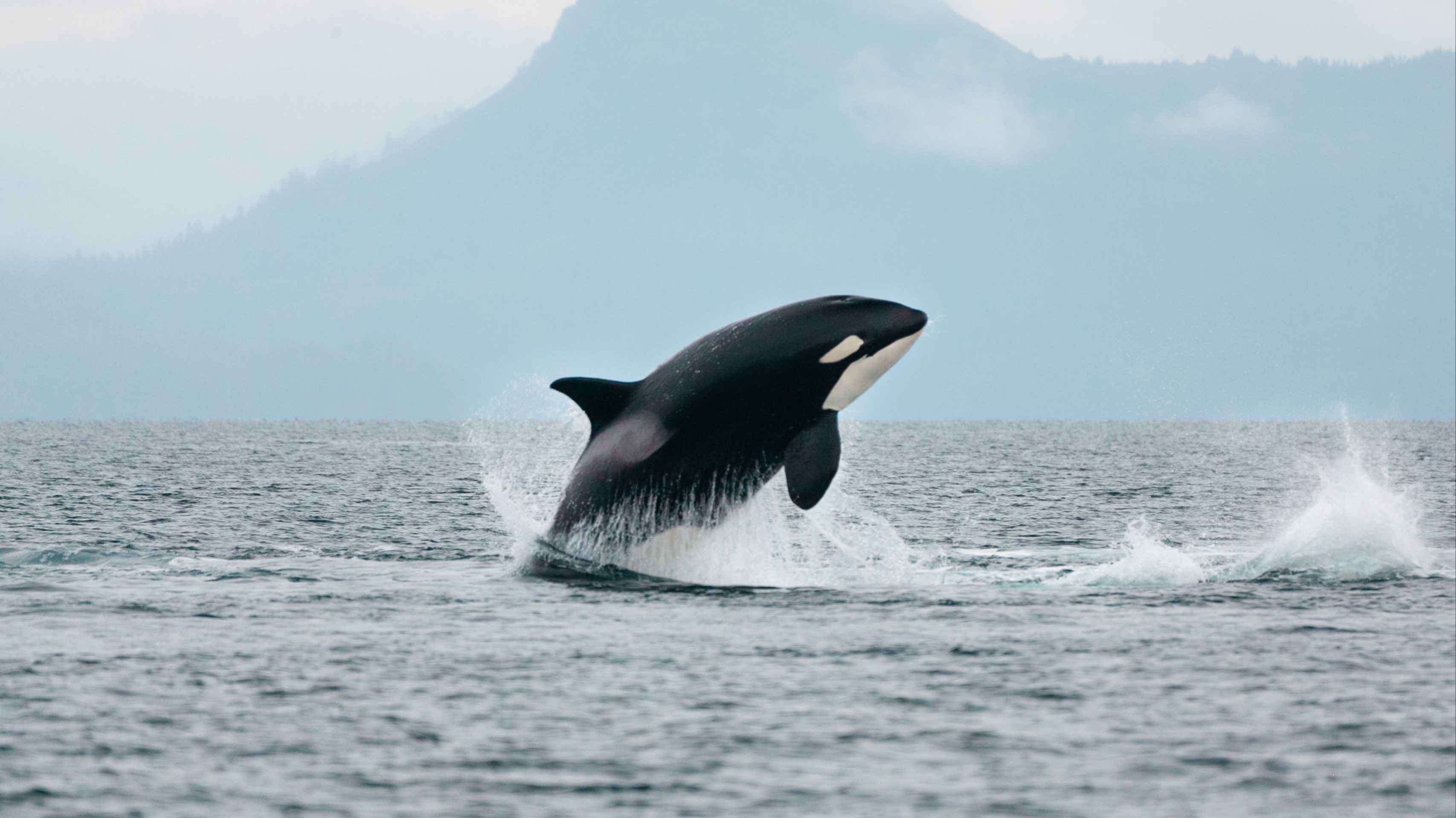 Rescue Efforts Continue for Orphaned Two-Year-Old Orca | LittleThings.com