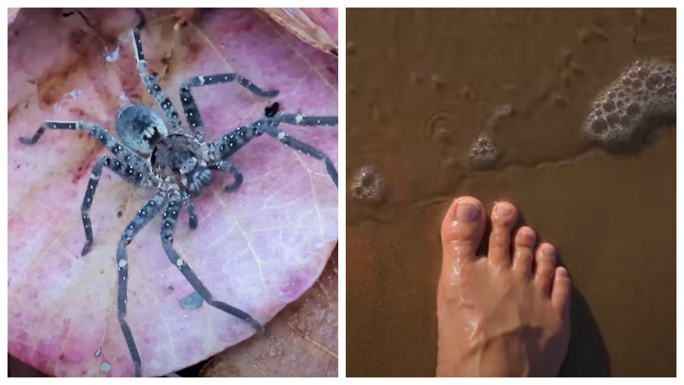 A Man's Cruise Adventure Takes A Creepy-Crawly Toe-Tally Unexpected ...