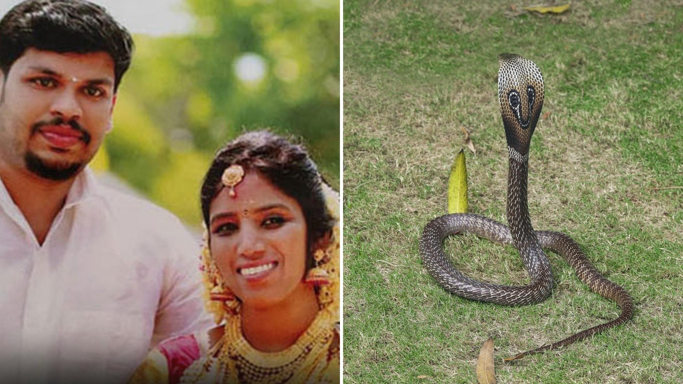 Indian Woman Killed Via Deadly Snake Bite By Husband Who Couldn't ...