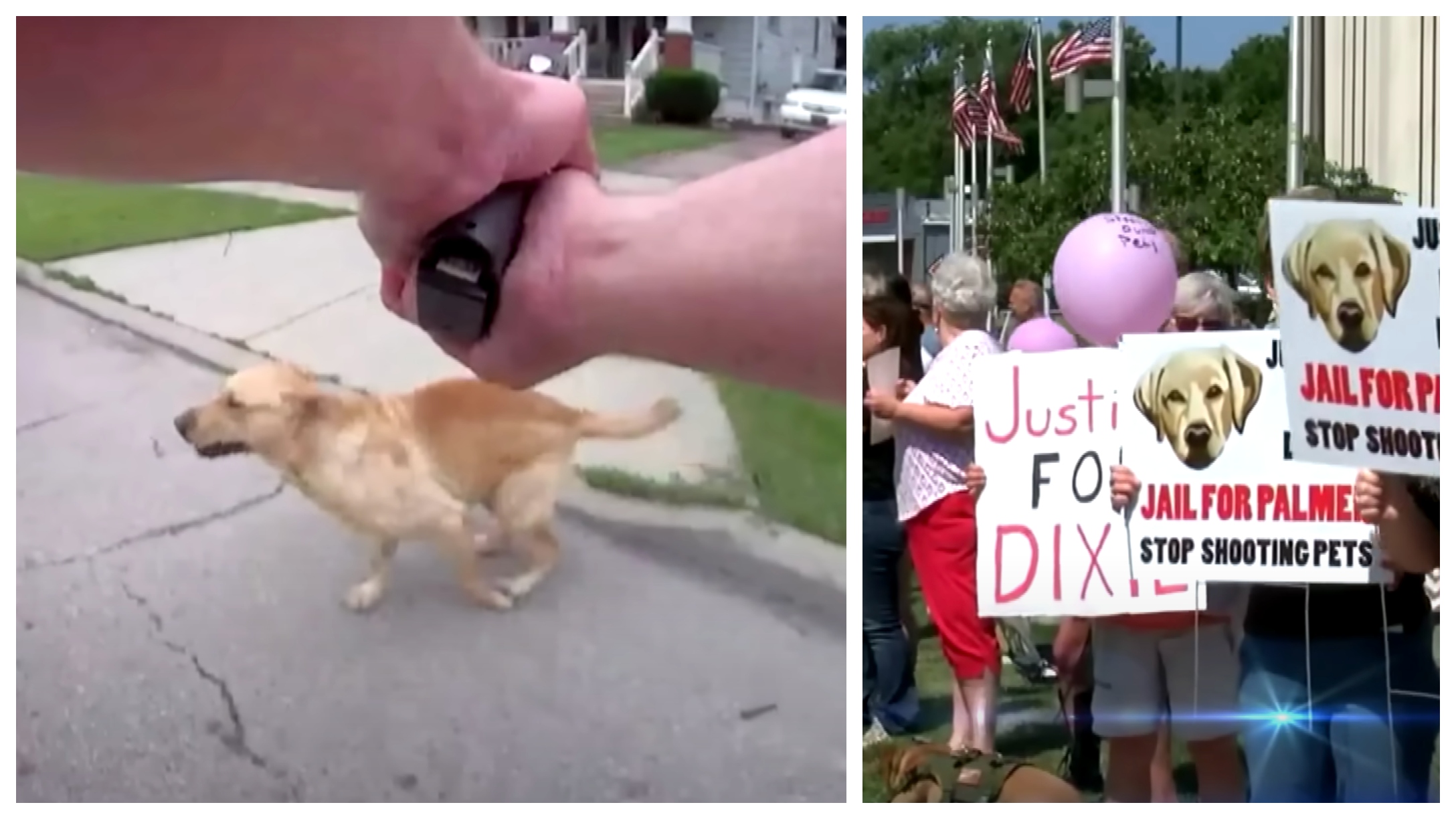 A Police Officer Fatally Shoots A Family's Dog And People Want Justice ...