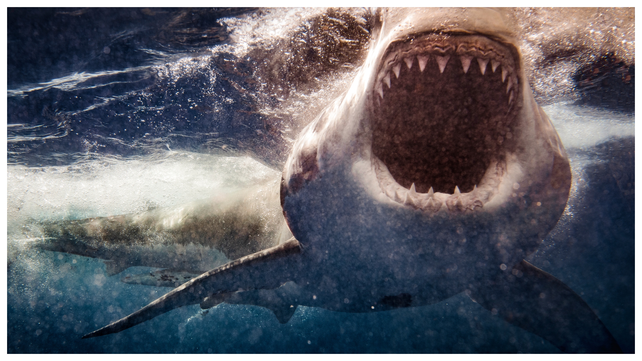 Instagram Model Gets Bit By Sharks During Photo Shoot | LittleThings.com