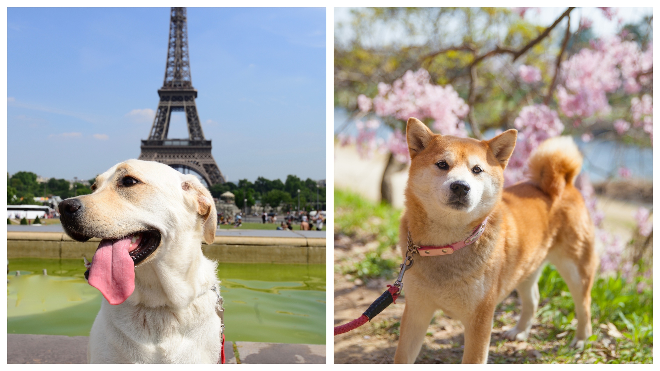 The Best Foreign-Language Inspired Dog Names | LittleThings.com