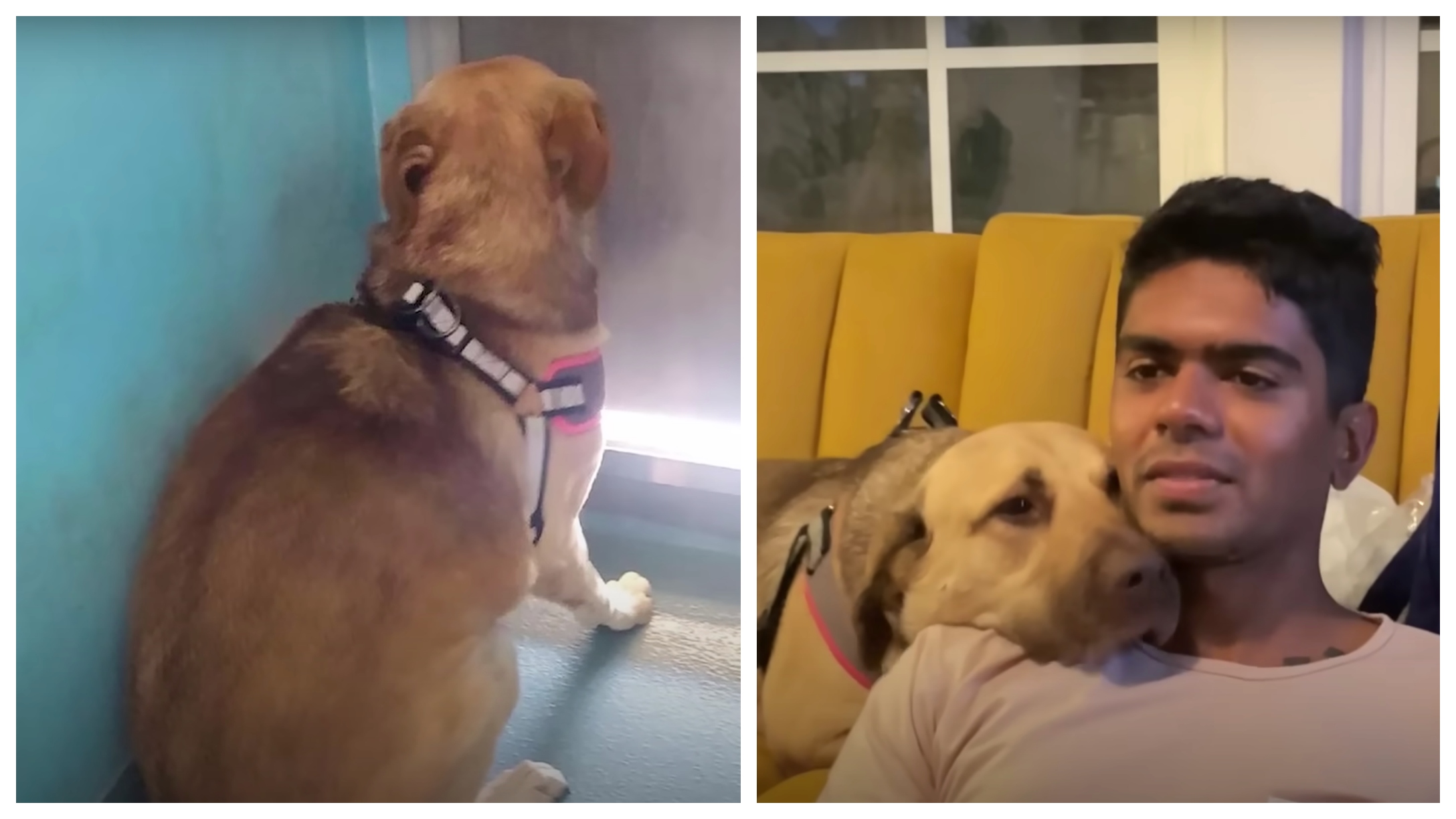 A Scared Rescue Dog Finds It Hard To Trust Anyone Until They Meet Their ...