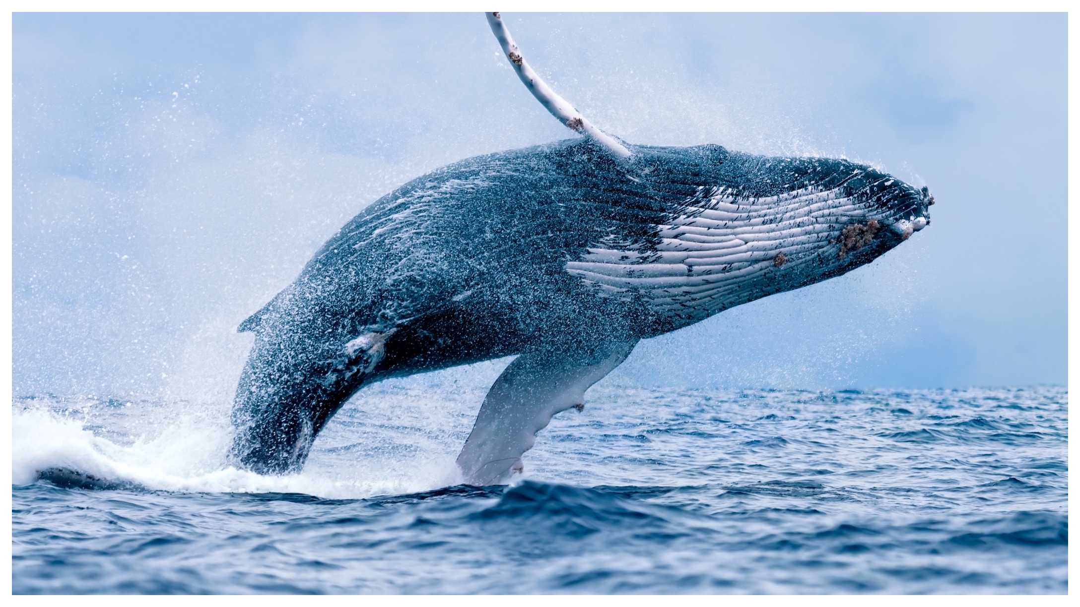 Fishing Duo Witness A Breaching Whale Inches From Their Boat ...