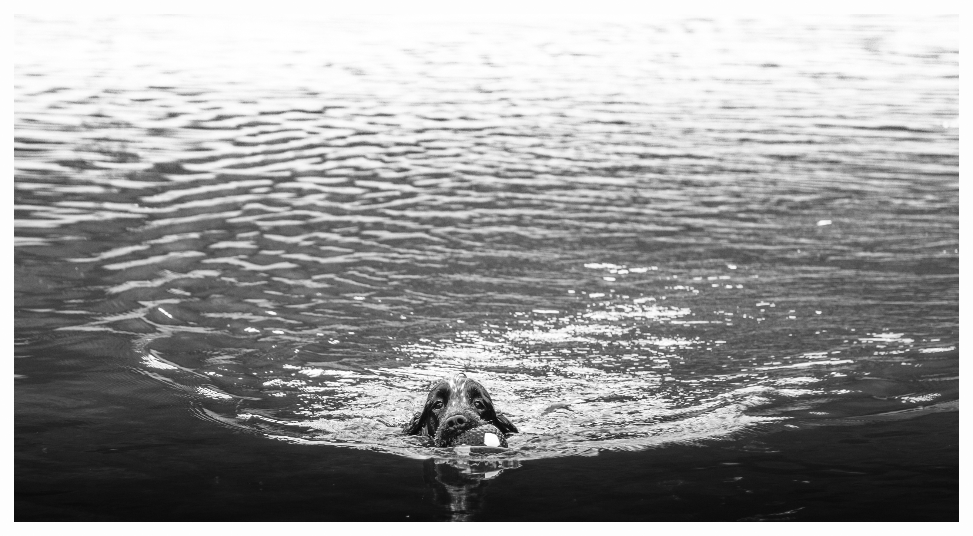 The Heartwarming Rescue of a Drowning Dog & The Miracle That Saved Him ...