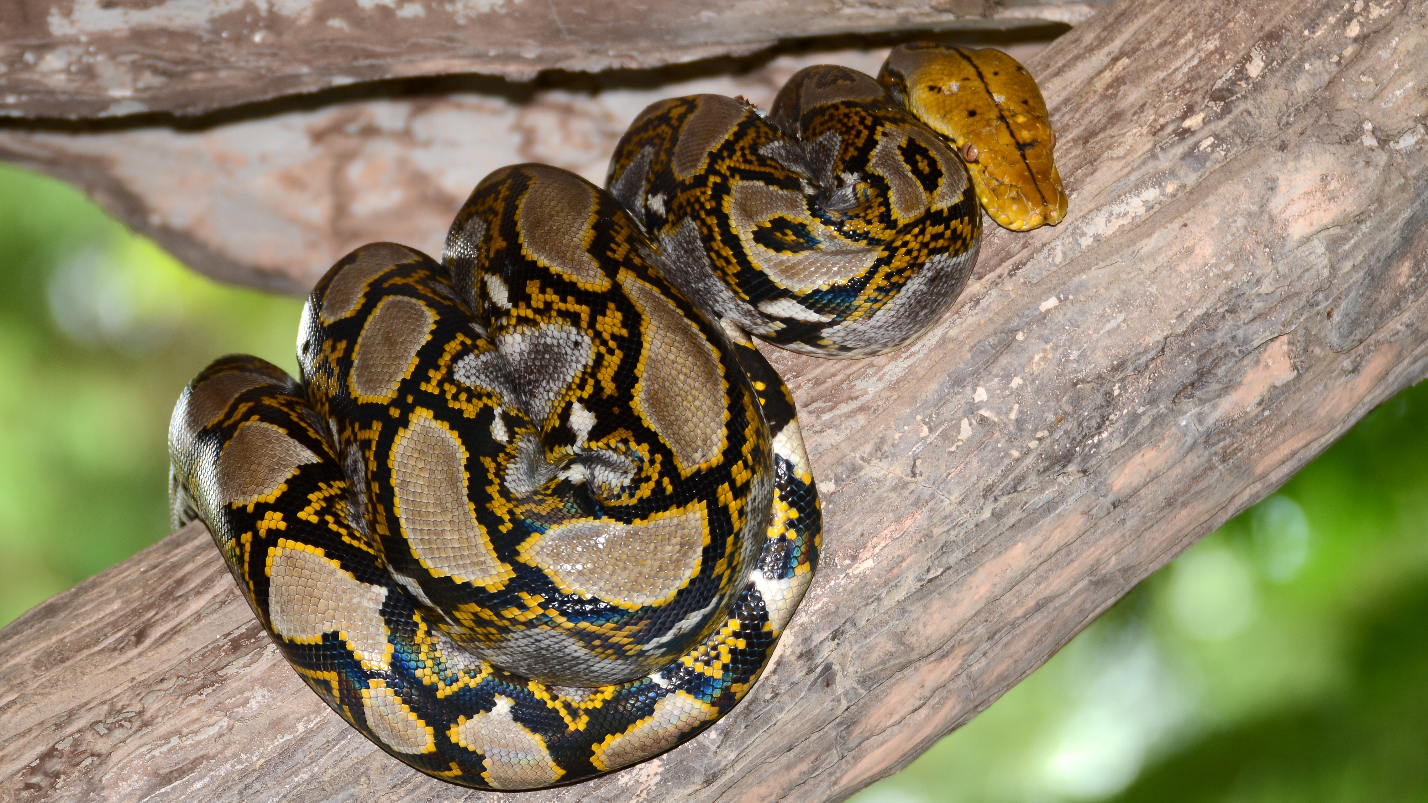 Take A Look At This Burmese Python That Swallowed A 5-Foot Alligator ...