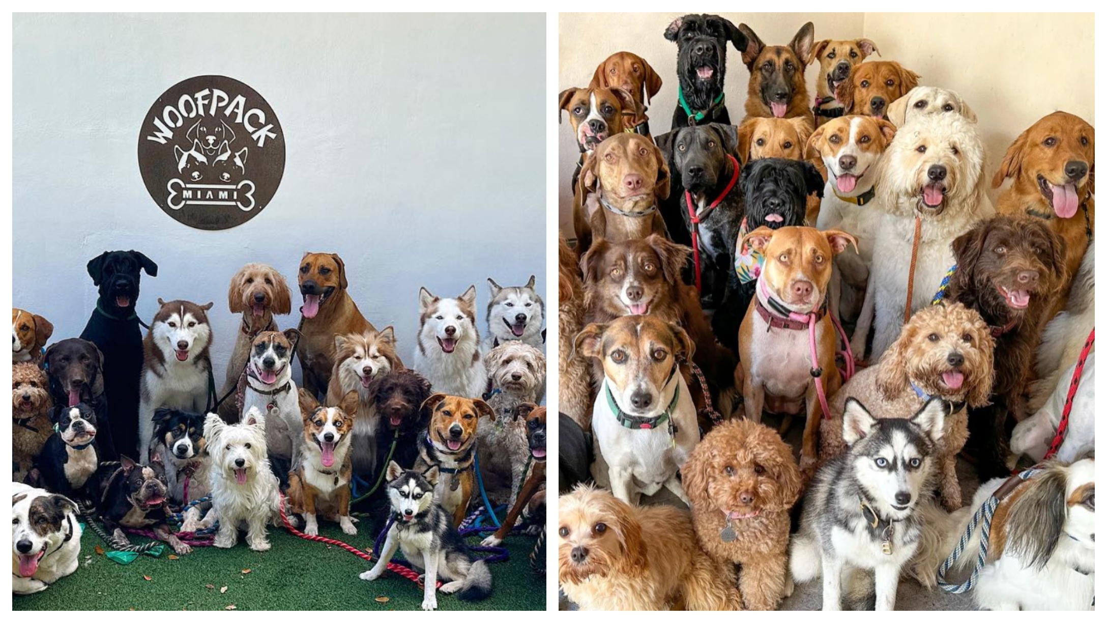 Dog Trainer Poses 30 Furry Friends Perfectly For A Photo | LittleThings.com