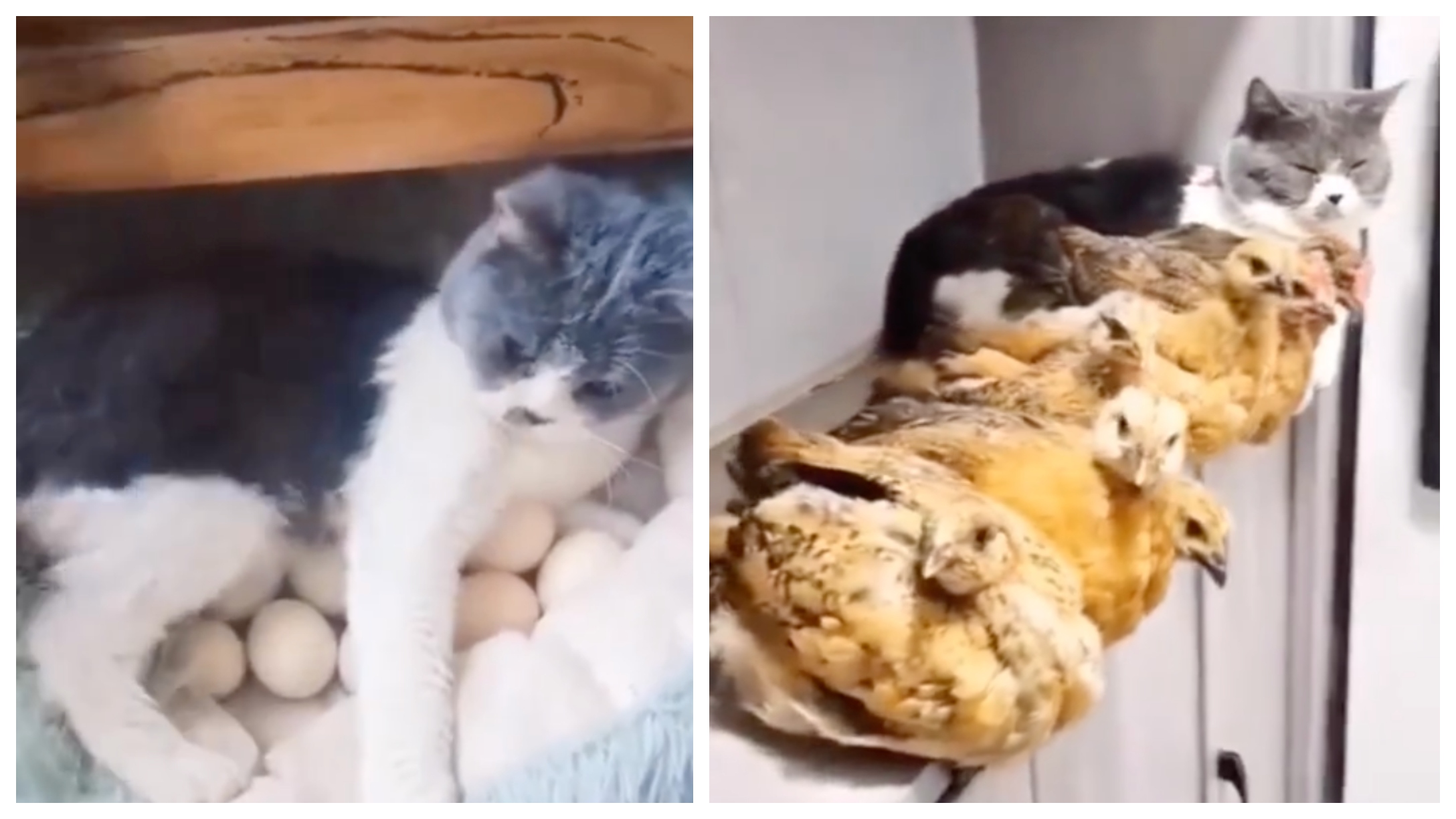 In This Viral Video, A Protective Cat Can Be Seen Incubating Chicken ...