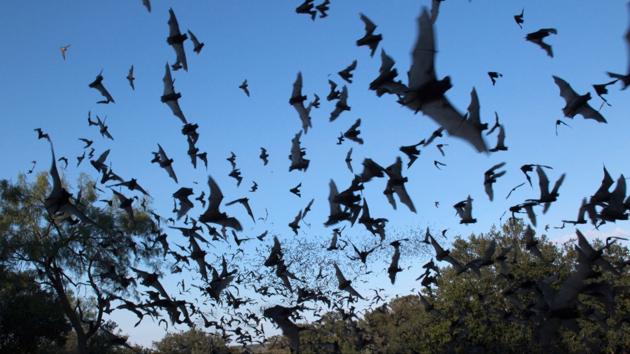 Disappearance Of Bat Colonies Now Linked To Over 1,000 Child Deaths ...