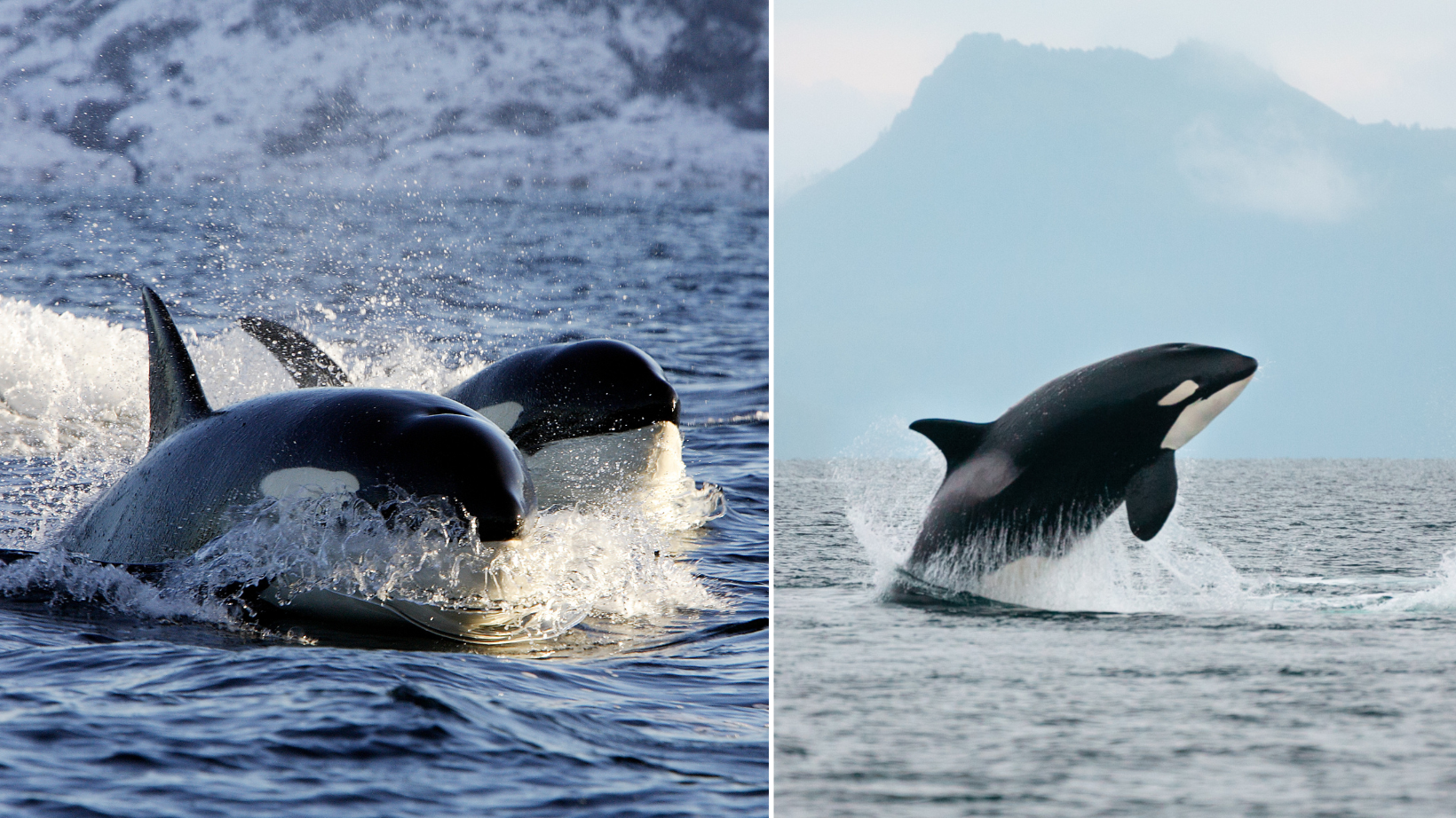 Rescue Efforts Continue for Orphaned Two-Year-Old Orca | LittleThings.com