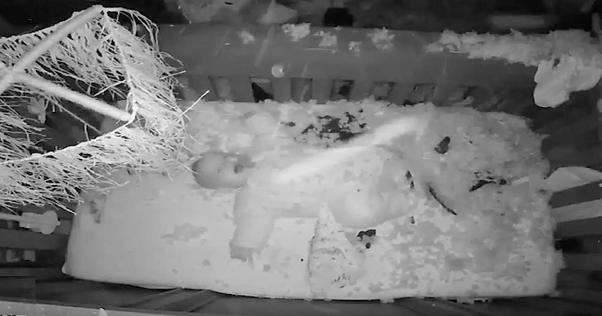 Falling Tree Crashes Down On Nursery, Miraculously Missing Baby Asleep ...