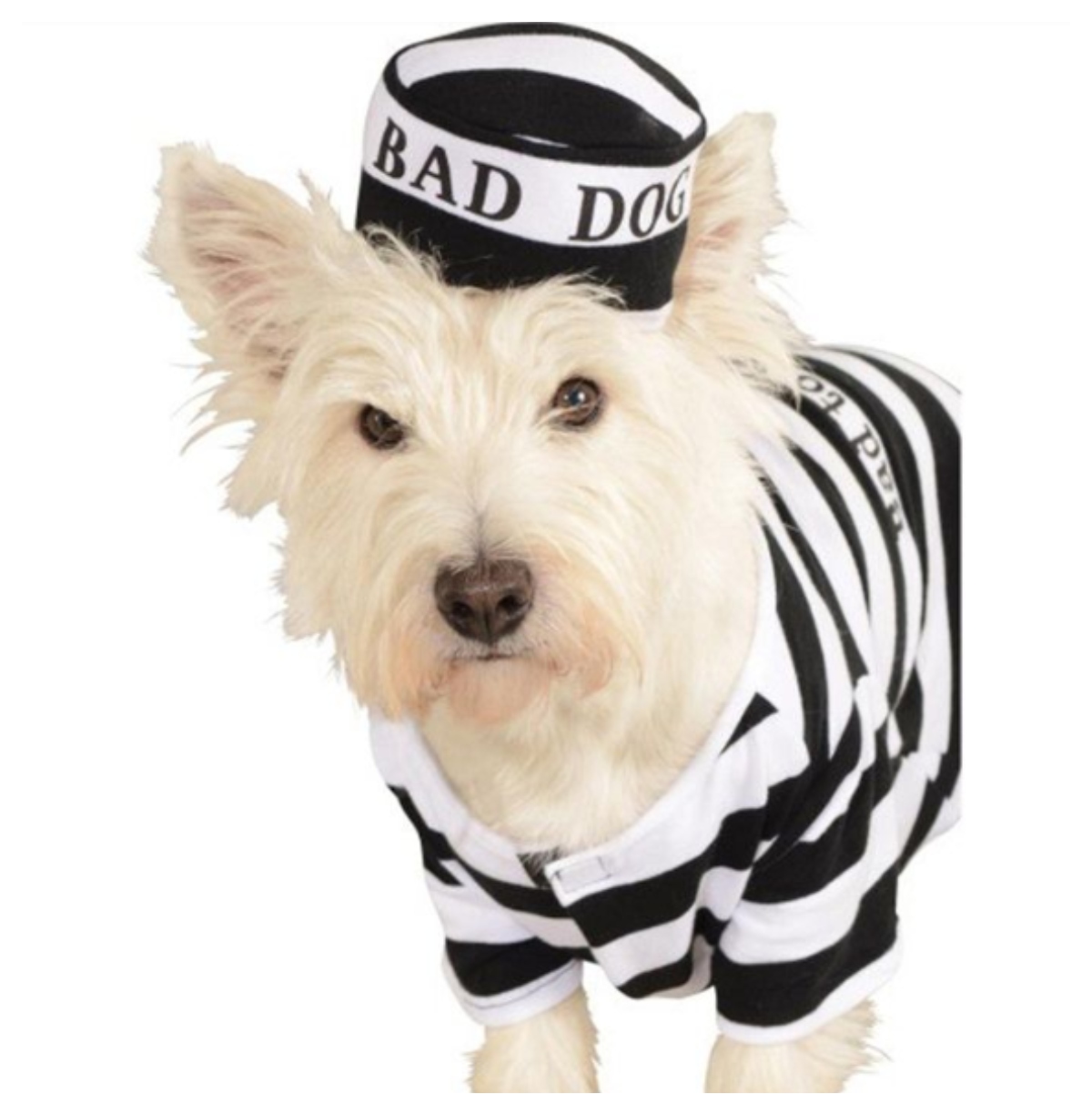 7 Of The Best Dog Halloween Costumes | LittleThings.com