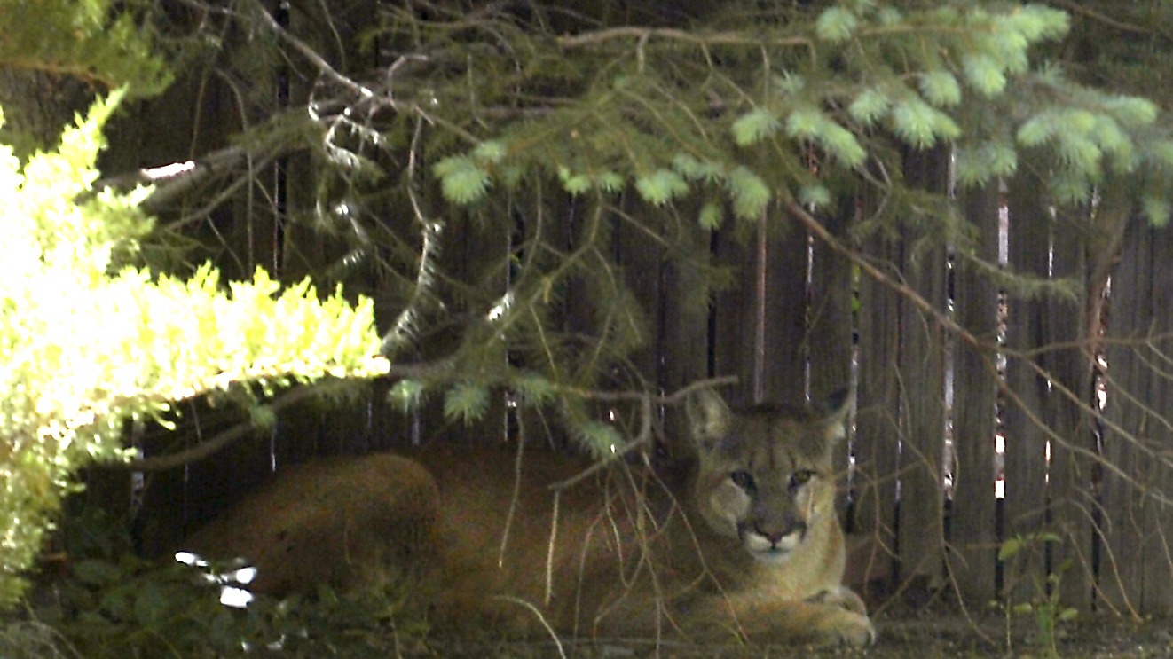 This Wild Animal Caught On Camera Simply Cannot Be Identified, Even By ...