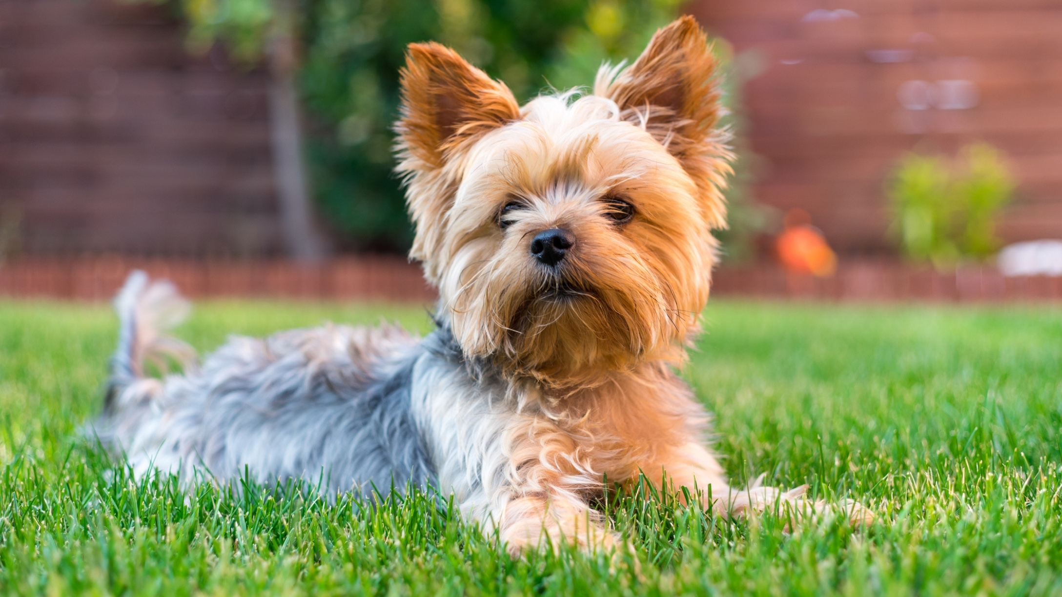 6-Year-Old Yorkie Defends 10-Year-Old Owner Against Coyote Attack In ...