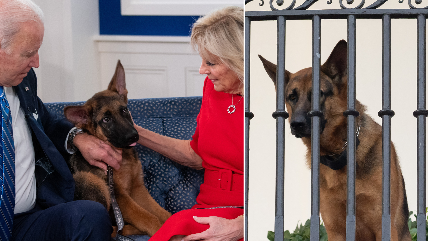 Biden's Dog Commander Causes Issues Due to Excessive Biting, Documents ...