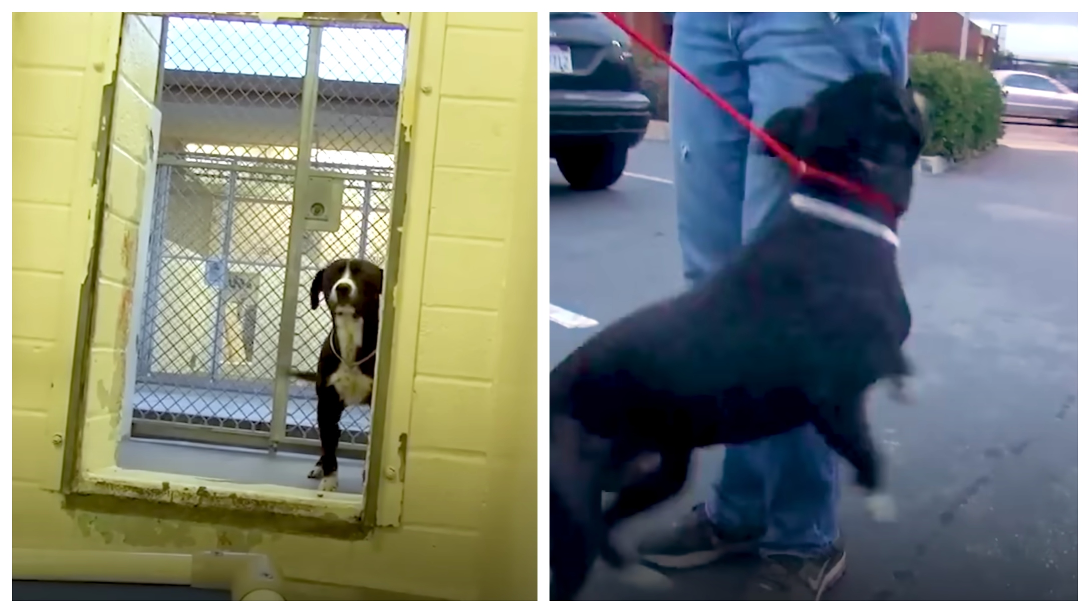 A Shelter Dog Realizes He’s Been Adopted & Isn’t Afraid To Show His ...