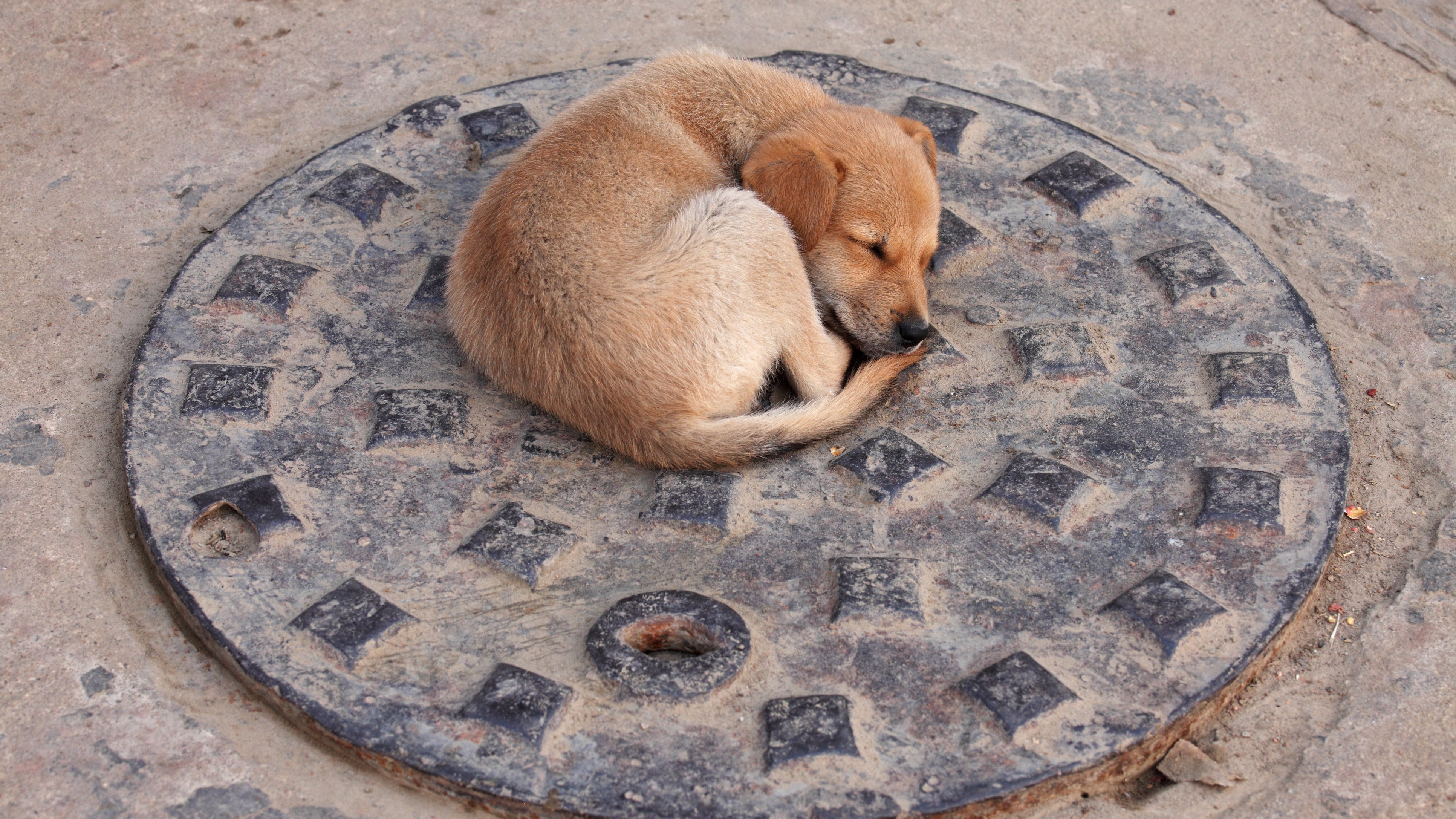 Dog Notices Kids Screaming For Help In Sewer | LittleThings.com