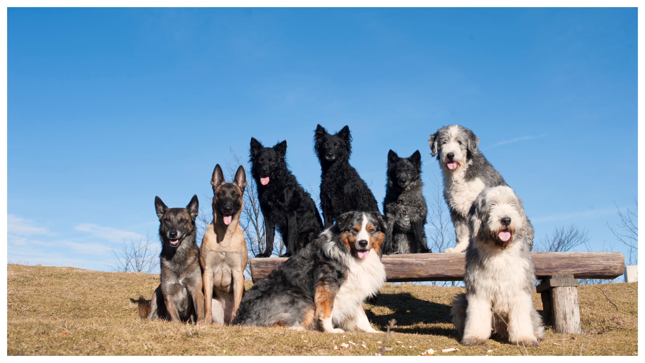 Dog Trainer Poses 30 Furry Friends Perfectly For A Photo | LittleThings.com