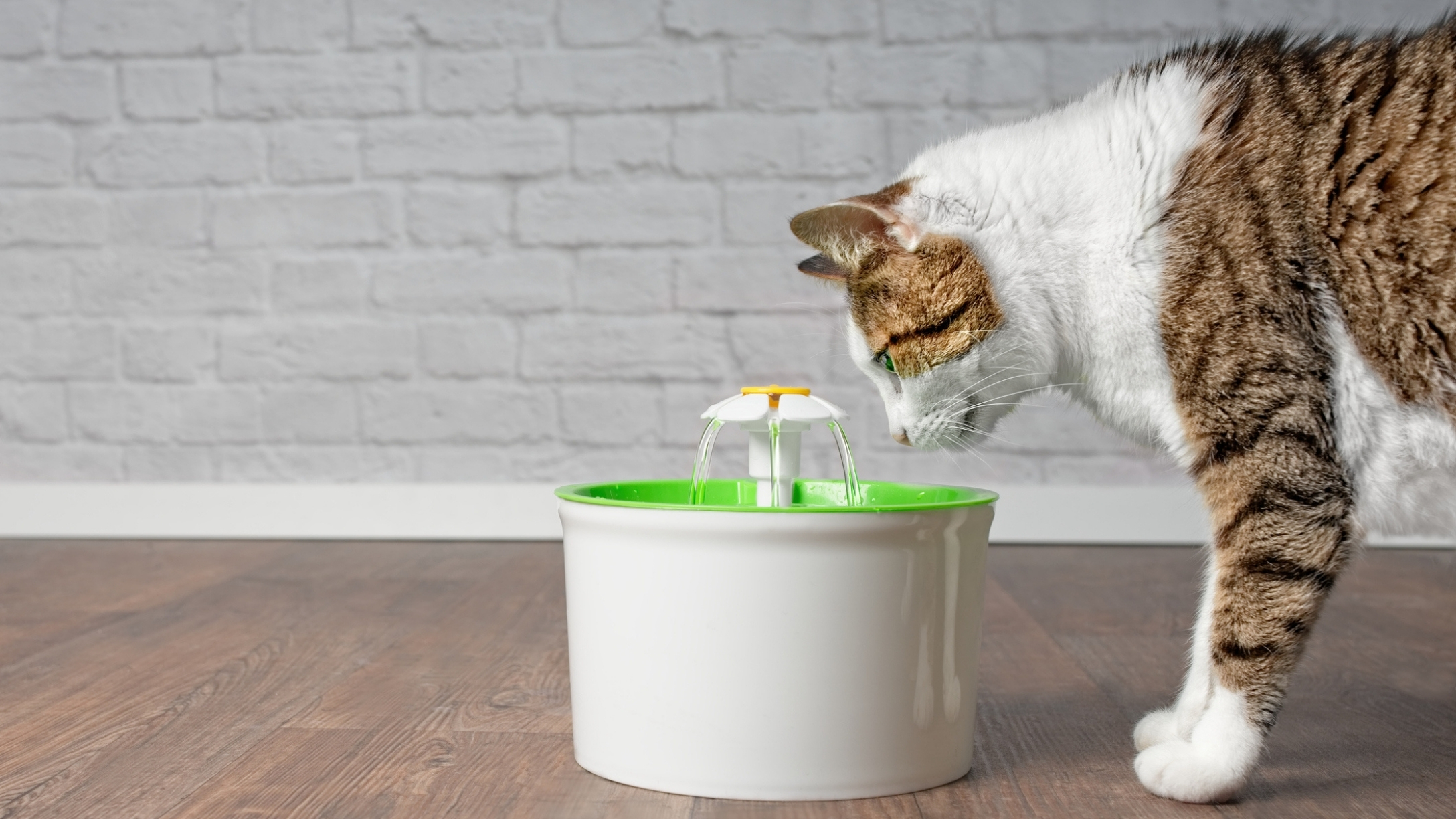 This Pet Fountain Is Perfect For Keeping A Fresh Water Supply For Many ...