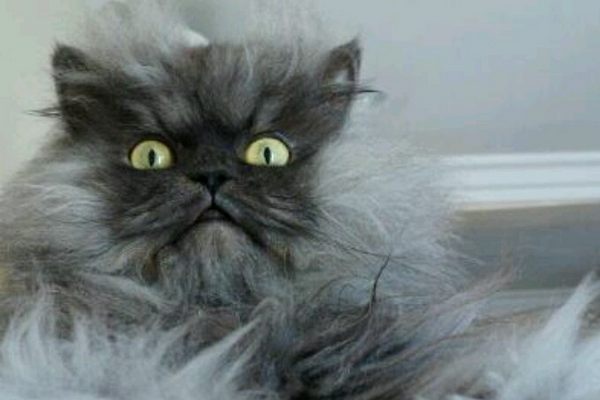 Colonel Meow As A Kitten