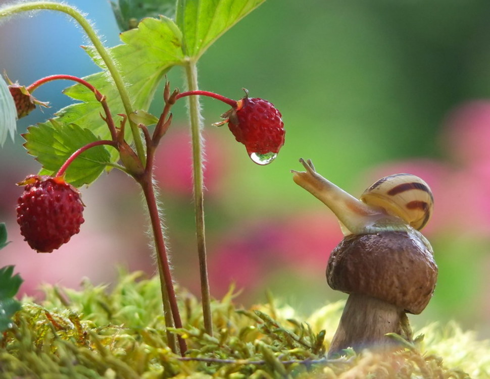 These Close-Up Photos Of Snails Will Completely Blow Your Mind. Just ...