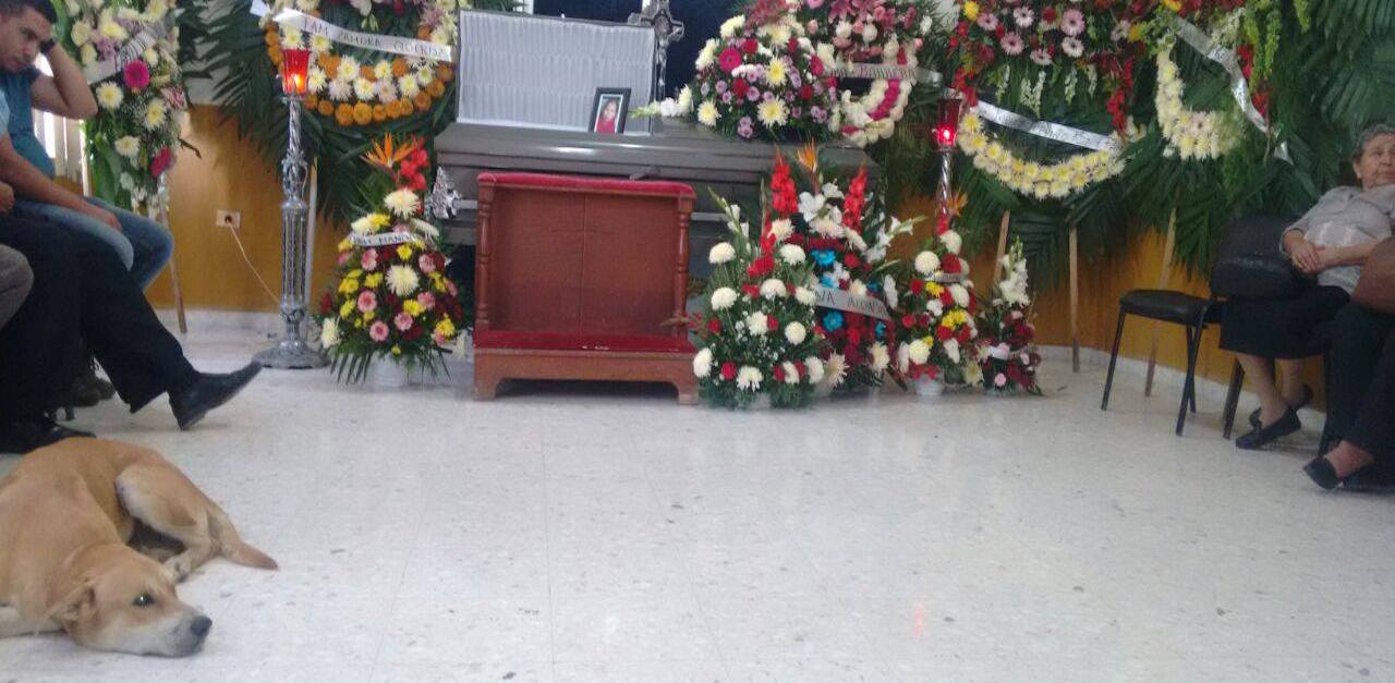 Mourning Dog Appears At Owner's Funeral 15 Days After Vanishing ...