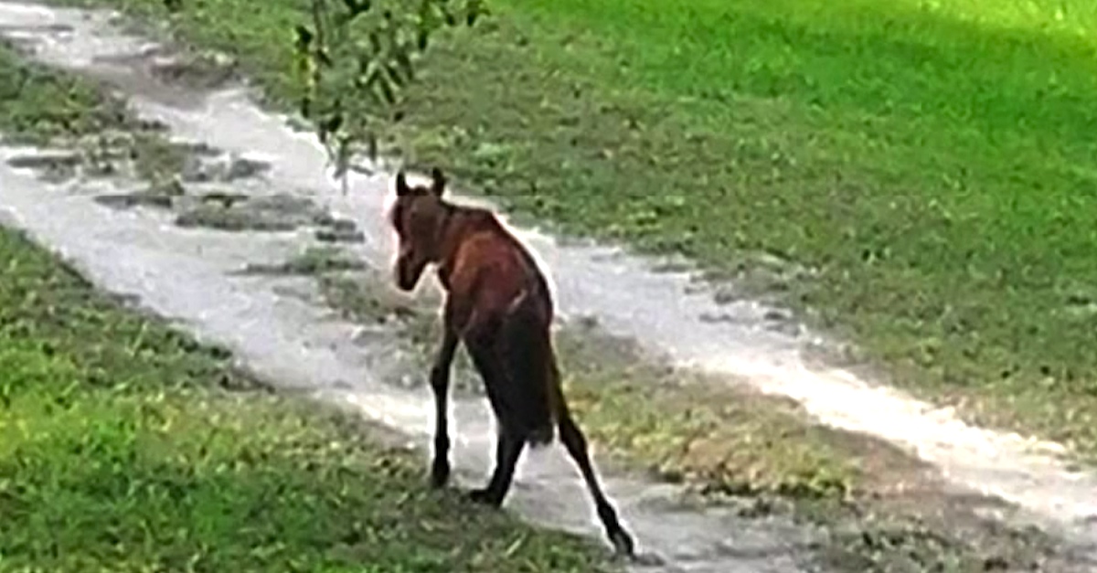 She Saw A Helpless Baby Stumbling Down The Road. But Then? I Can't ...