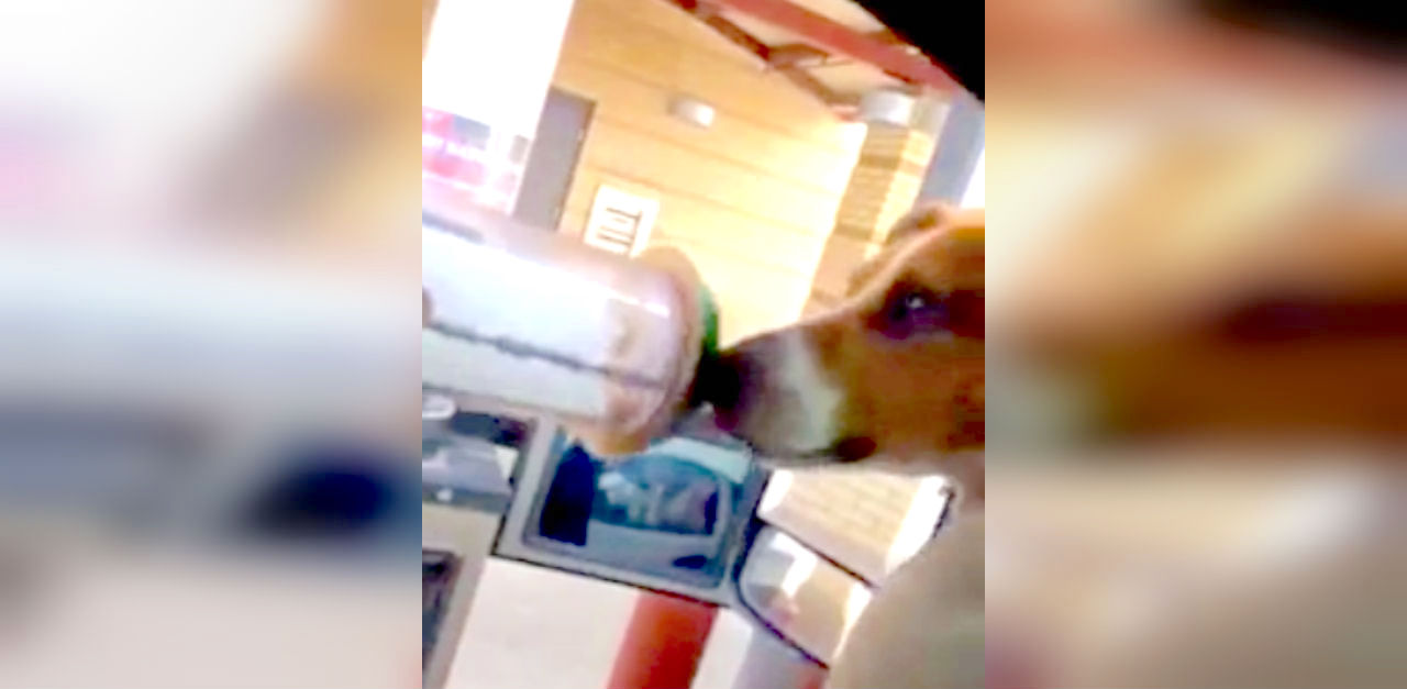 Owner Waits For Bank Teller To Send Money, But Impatient Dog Hangs Head ...