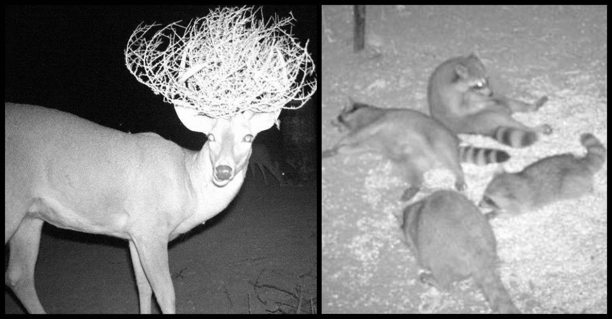 11 Times Hidden Cameras Show Wild Animals' Funny Behavior ...