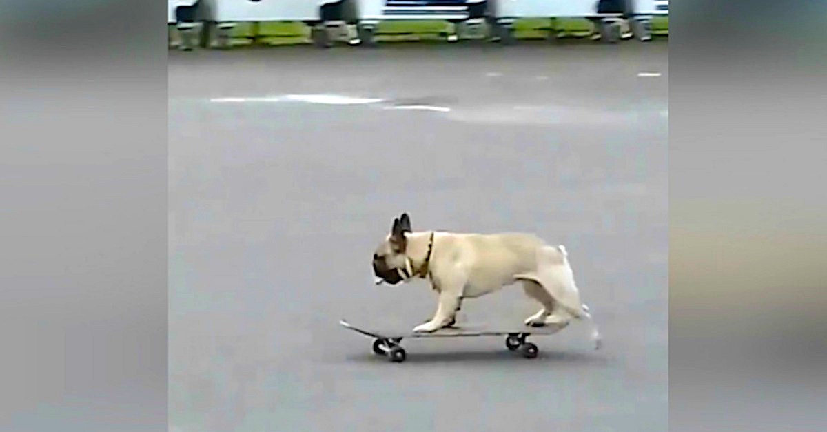 Cool Pug Riding A Skateboard Attracts A Crowd In Park | LittleThings.com
