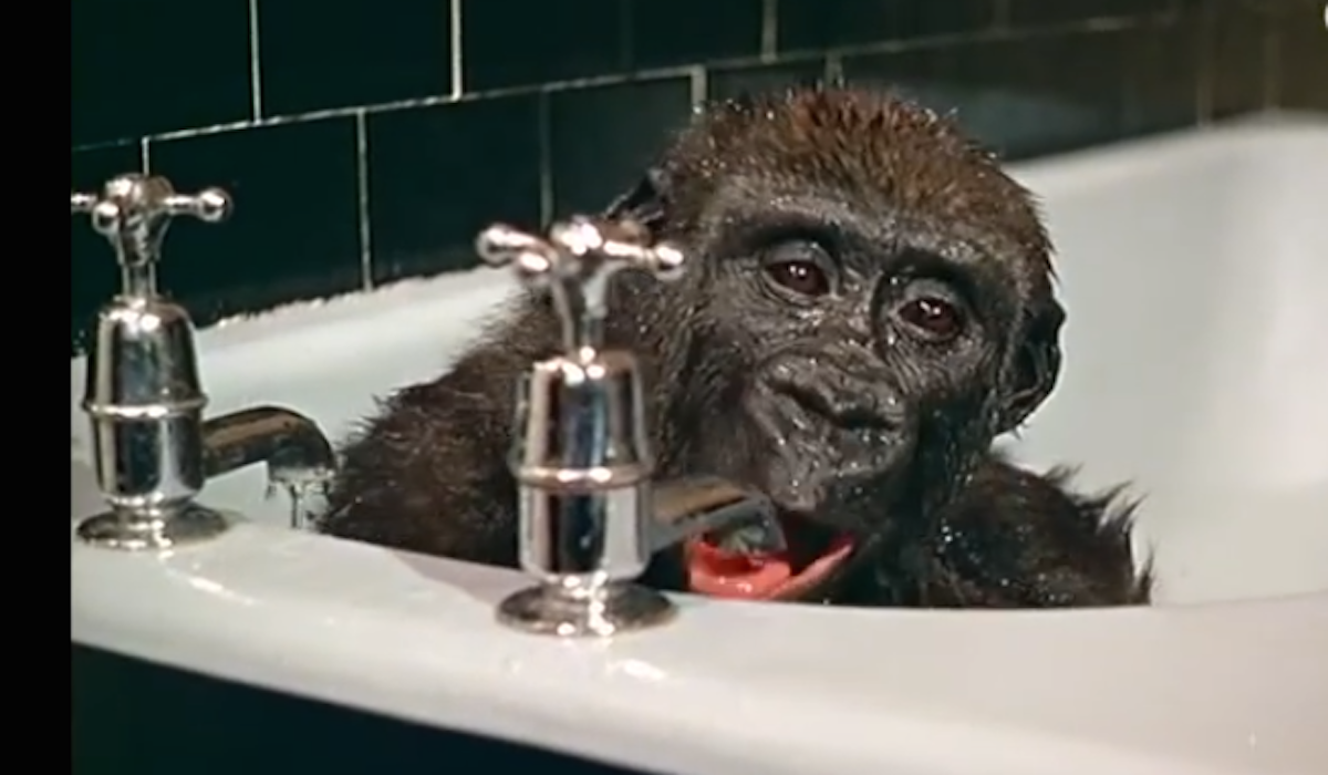 (VIDEO) This Baby Gorilla LOVES His Bath Time - Every Animal Deserves ...