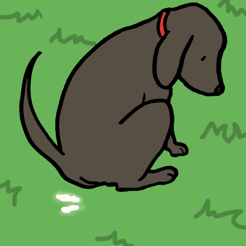 9 Colors Of Dog Poop You Should Never, Ever Ignore | LittleThings.com