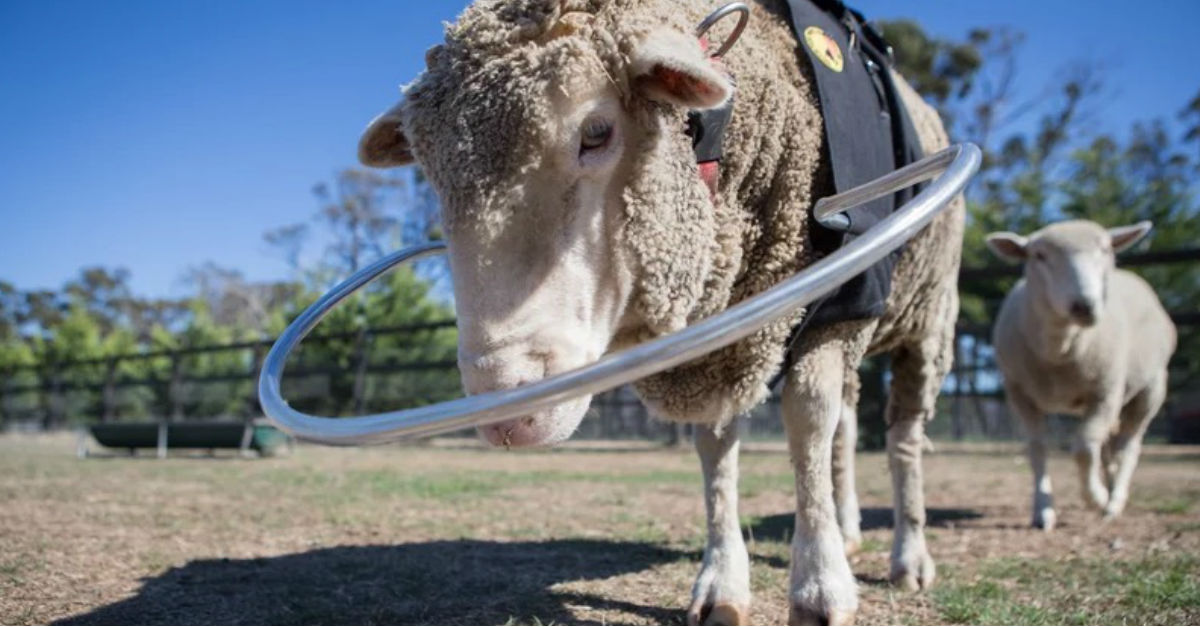 They Put A Special Vest On Their Elderly Sheep, But Keep An Eye On His ...