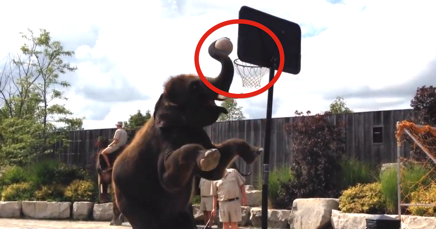 This Elephant Is About To Teach You How To Slam Dunk. Absolutely ...