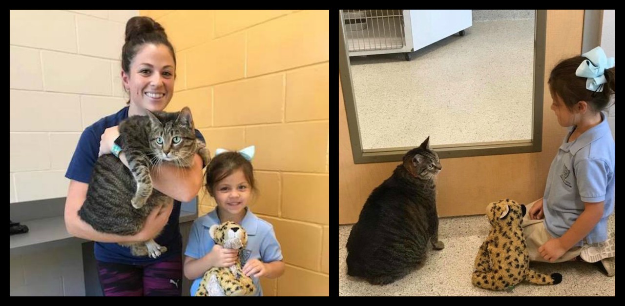 Family Drives 2 Hours To Adopt 24-Pound Rescue Cat | LittleThings.com