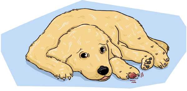Puppy Broken Nail What To Do If Your Dog s Nail Cracks Tears Or puppy-broken-nail-what-to-do-if-your-dog-s-nail-cracks-tears-or