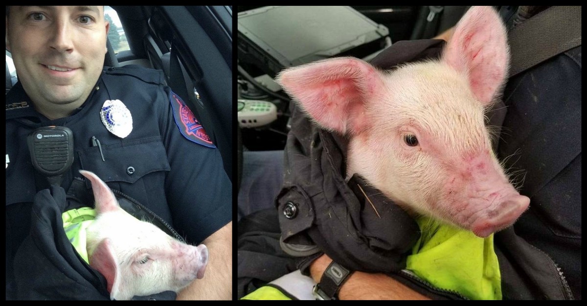 State Trooper Saves Piglet On Side Of Highway | LittleThings.com