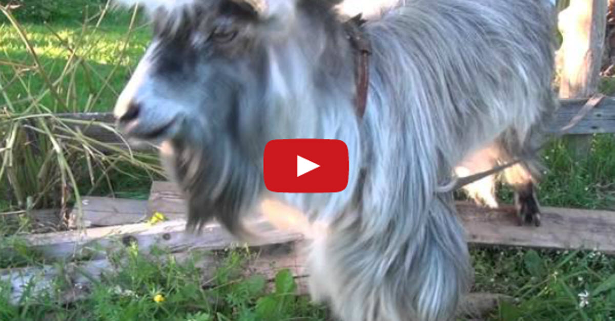 This May Be The Most Hilarious Goat Video Ever. Listen To What They Did ...