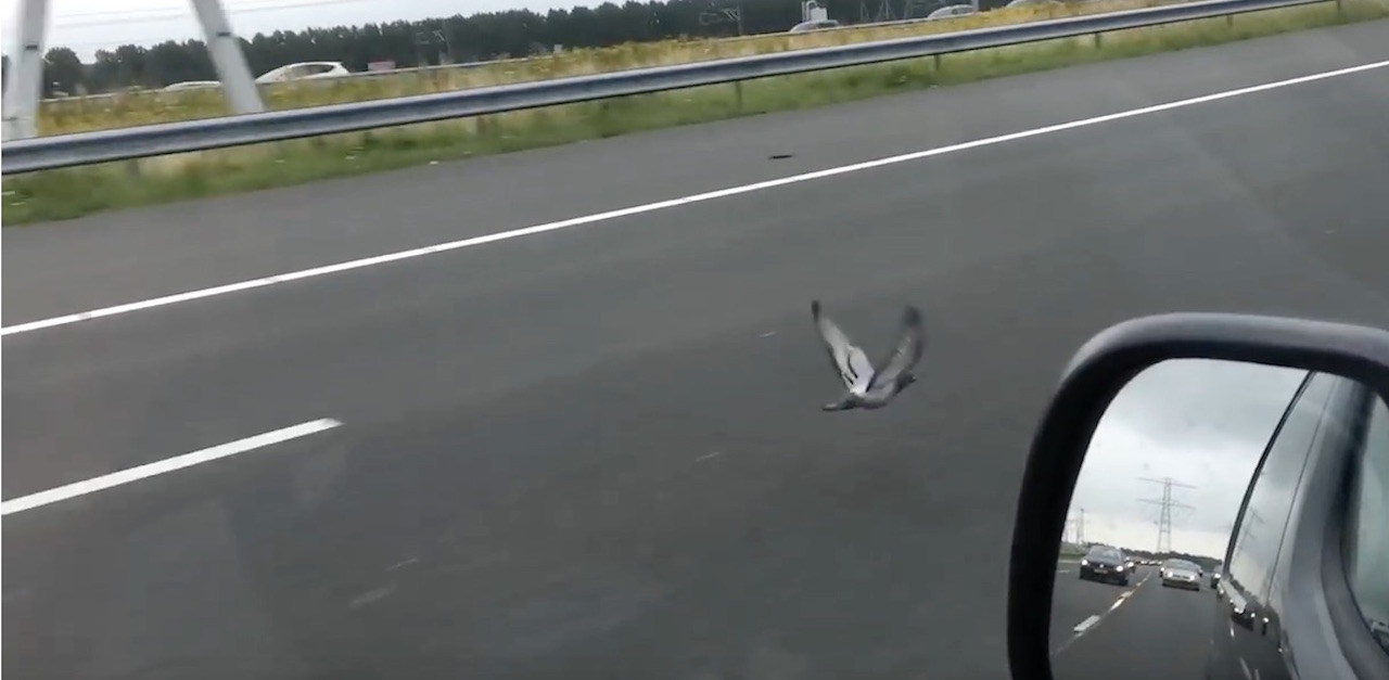 He's Driving 60 MPH Down The Highway When He Spots A Pigeon Flying ...