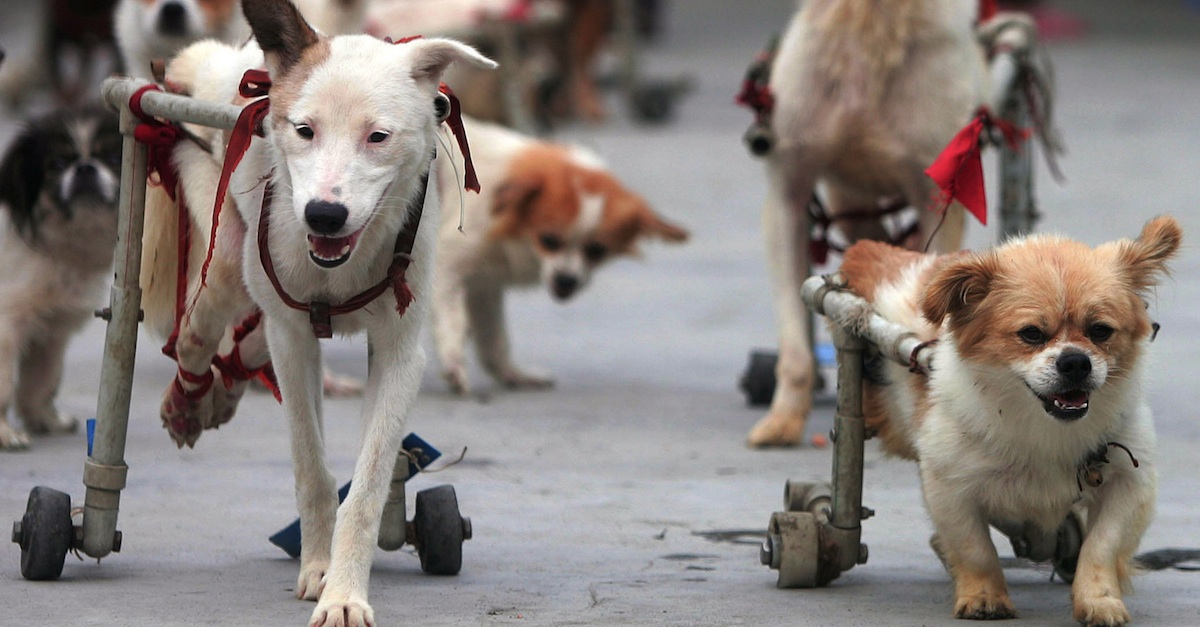 The 10 Most Powerful Animal Rescues Of All Time…This Is Love ...