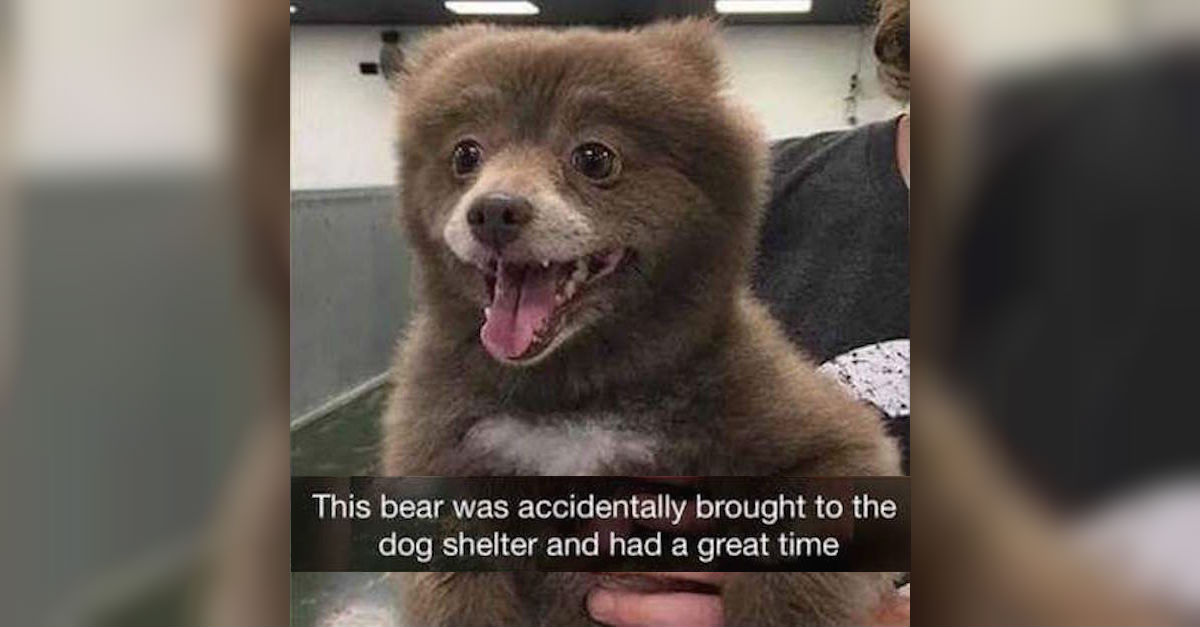 19 And ½ Good Dogs Just Being Their Adorable Selves | LittleThings.com